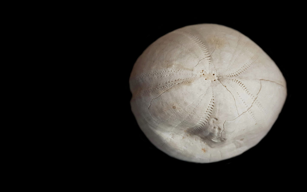 Zee-egels - Natuurhistorisch Museum Maastricht