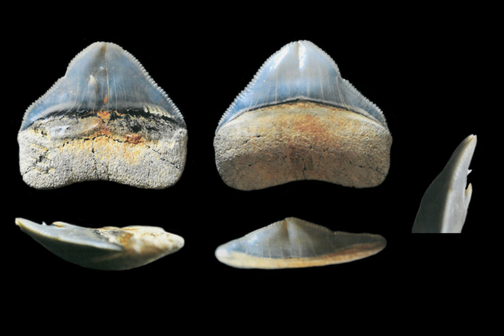 Zieke haaientanden - Natuurhistorisch Museum Maastricht