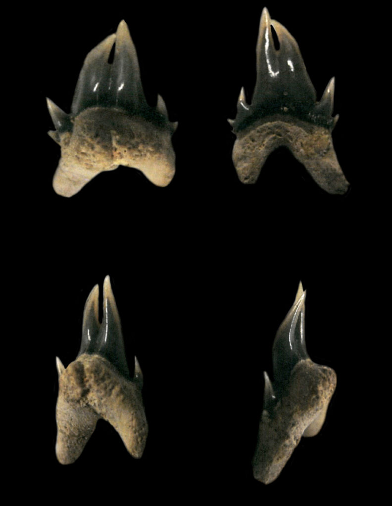 Zieke haaientanden - Natuurhistorisch Museum Maastricht