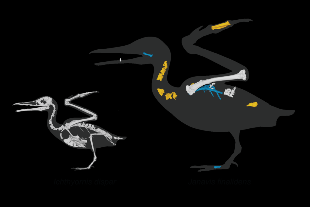 Fossiele vogels - Natuurhistorisch Museum Maastricht