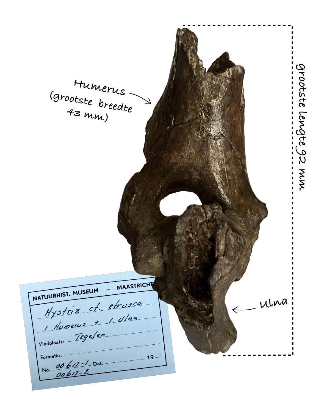 Fossiel bot stekelvarken - Natuurhistorisch Museum Maastricht
