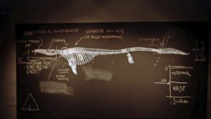 Ontmoet Bèr - Mosasaurus experience - Natuurhistorisch Museum Maastricht