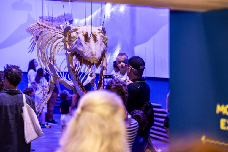 Ontmoet Bèr - Mosasaurus experience - Natuurhistorisch Museum Maastricht