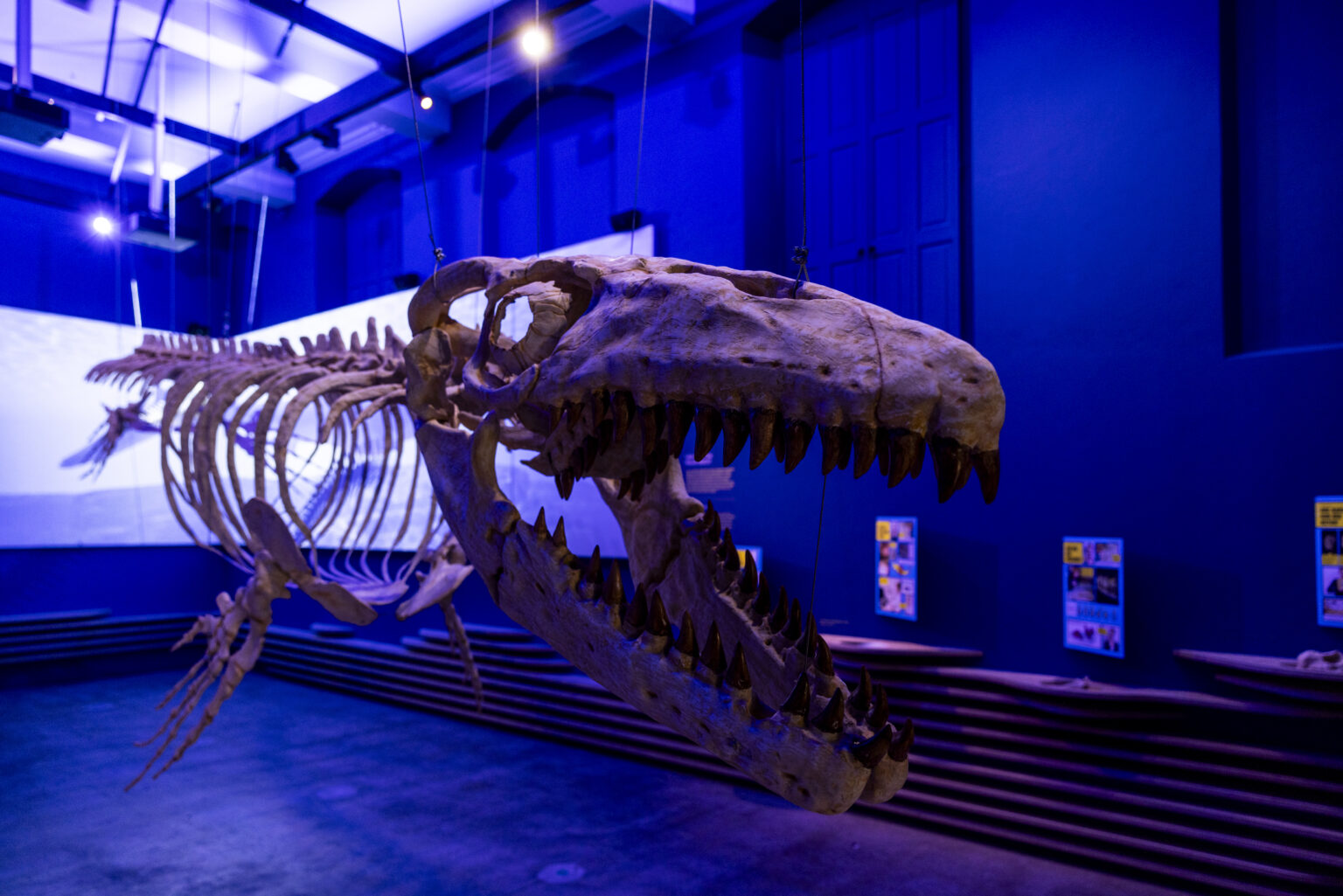 Ontmoet Bèr - Mosasaurus experience - Natuurhistorisch Museum Maastricht
